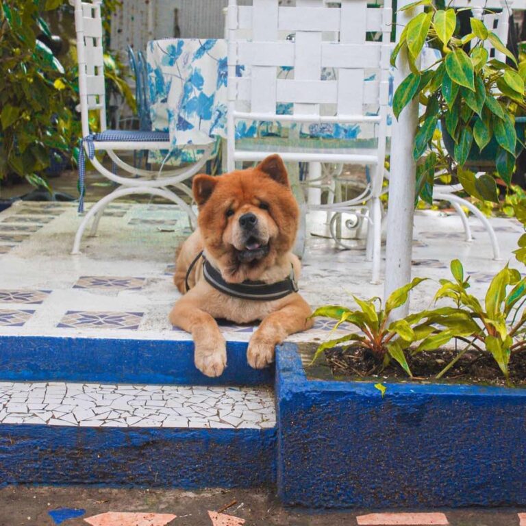 11 Must-Visit Dog-Friendly Restaurants and Cafes in Metro Manila - Go ...