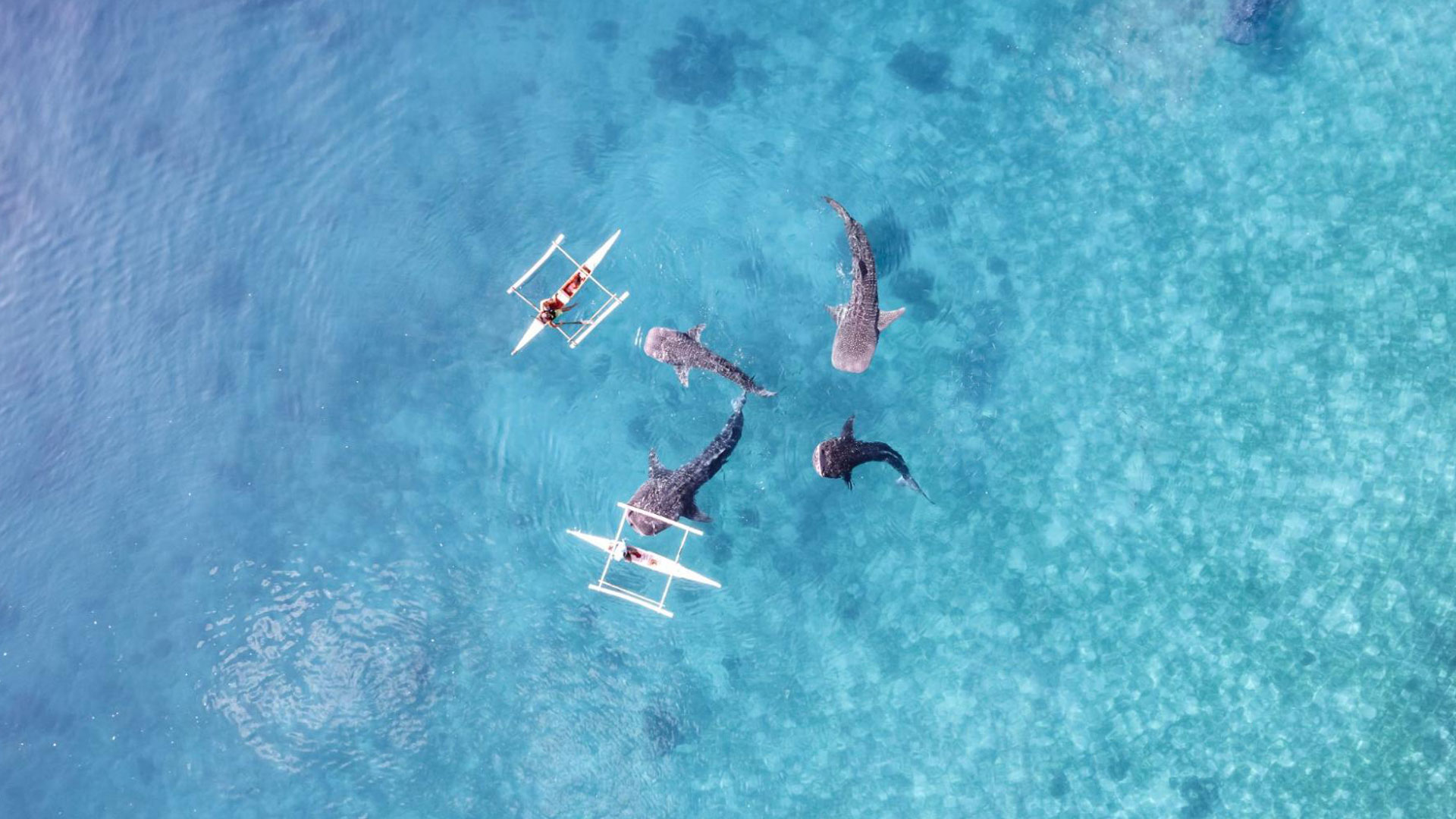 19 Must-Visit Beaches in the Philippines for the Best Summer Vacation ...