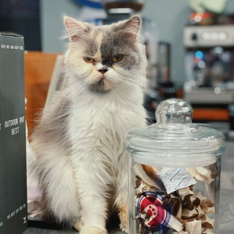 5 Pet Cafes in Metro Manila That You Should Visit With Your Fur Baby - Go for Lokal [g4l ...