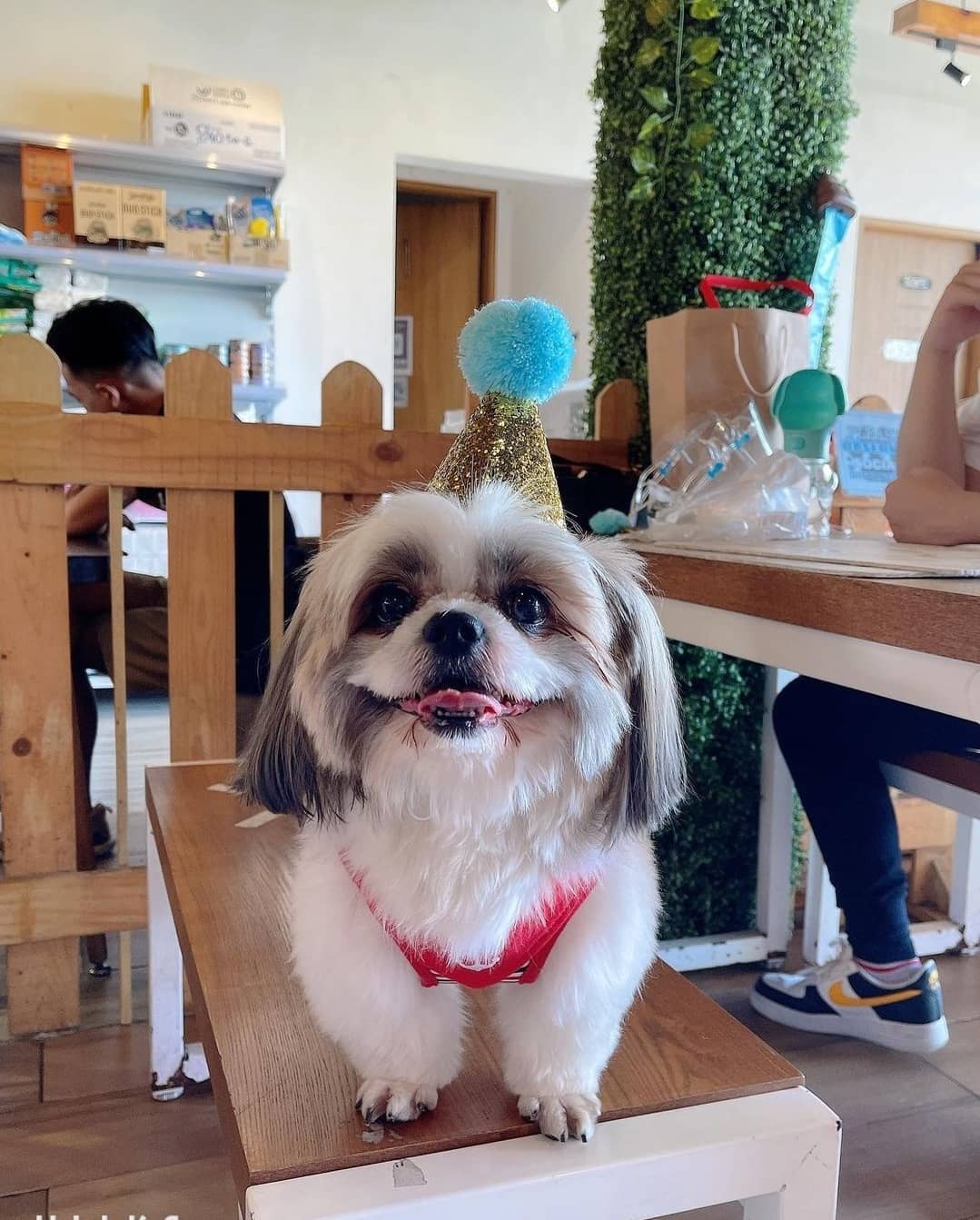 5 Pet Cafes in Metro Manila That You Should Visit With Your Fur Baby - Go for Lokal [g4l ...