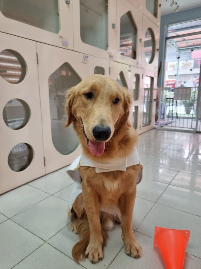 7 Pet Hotels in Metro Manila for a Safe Pet Boarding While You’re Away - Go for Lokal [g4l ...