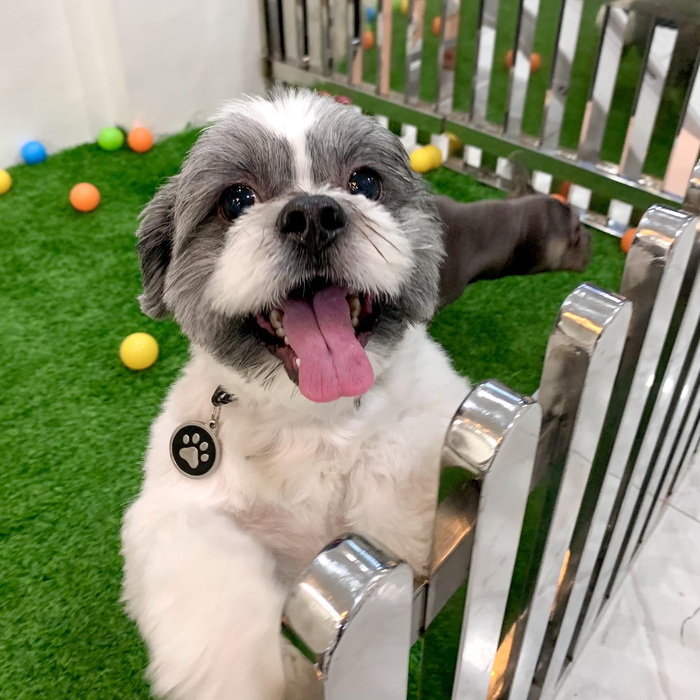 7 Pet Hotels in Metro Manila for a Safe Pet Boarding While You’re Away ...