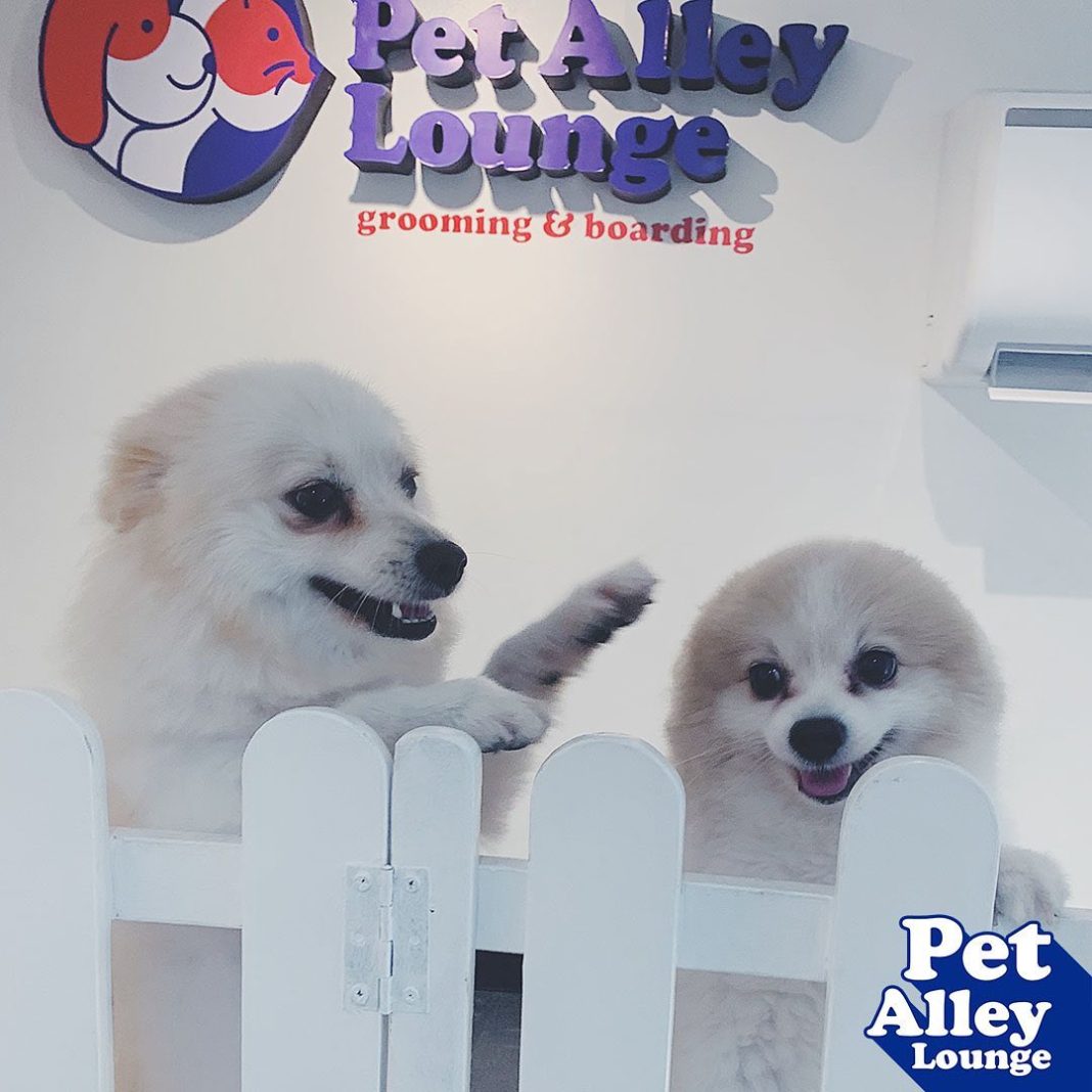 7 Pet Hotels in Metro Manila for a Safe Pet Boarding While You’re Away - Go for Lokal [g4l ...