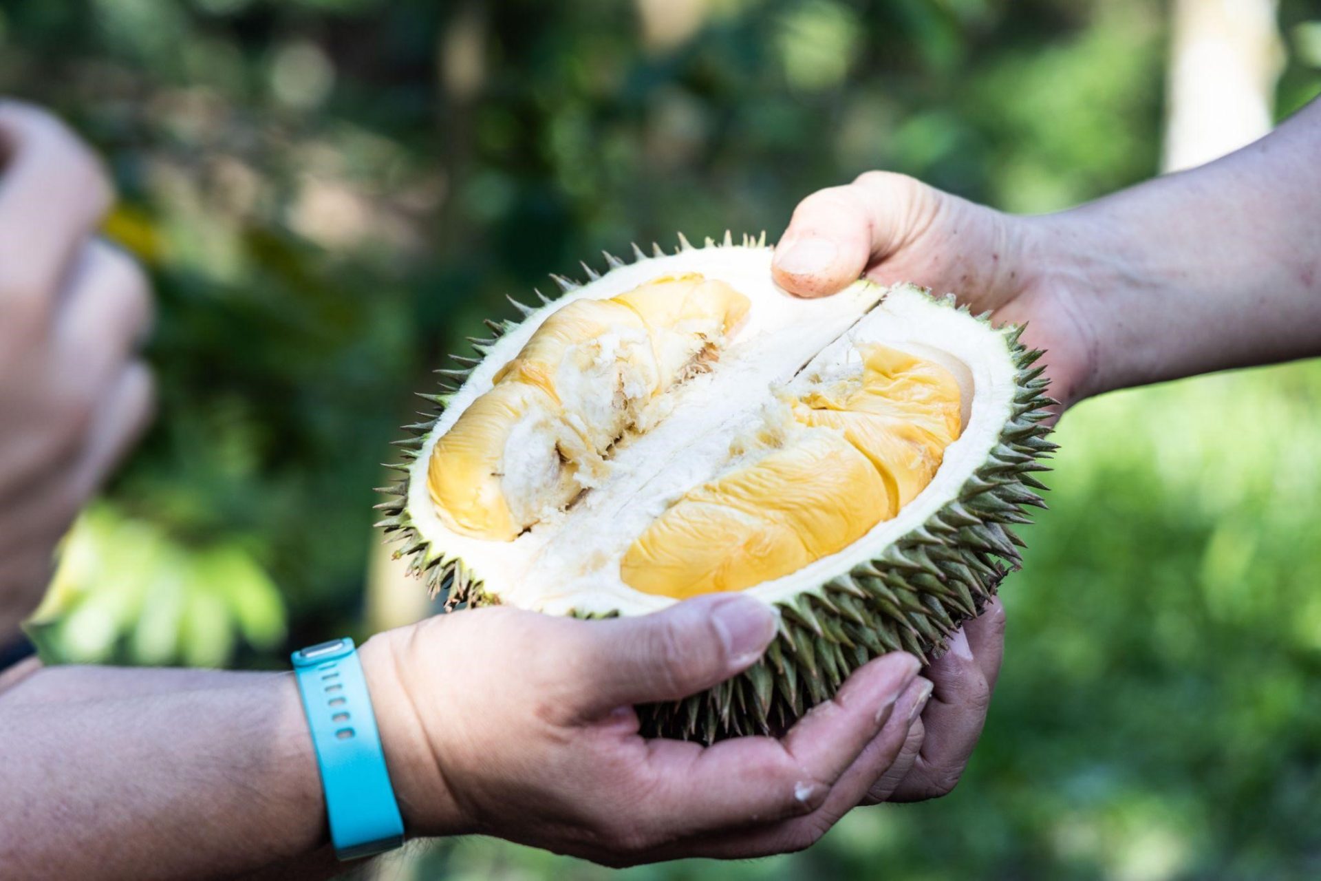 14 Fruits Native to the Philippines - Go for Lokal [g4l] Philippines