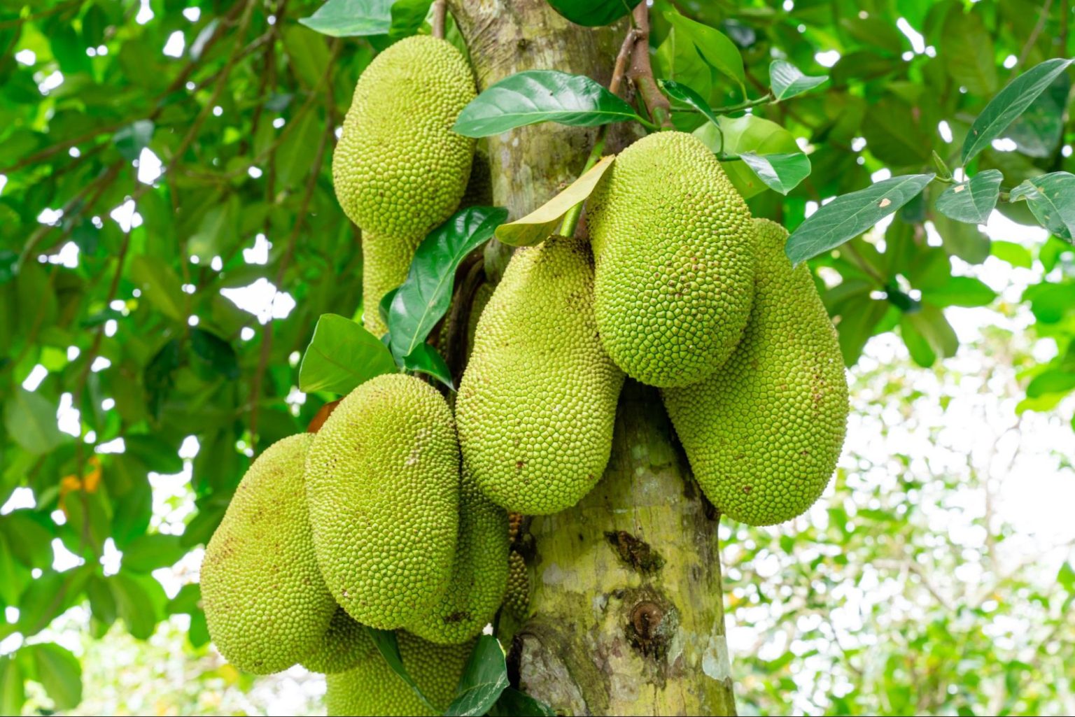 14 Fruits Native to the Philippines - Go for Lokal [g4l] Philippines