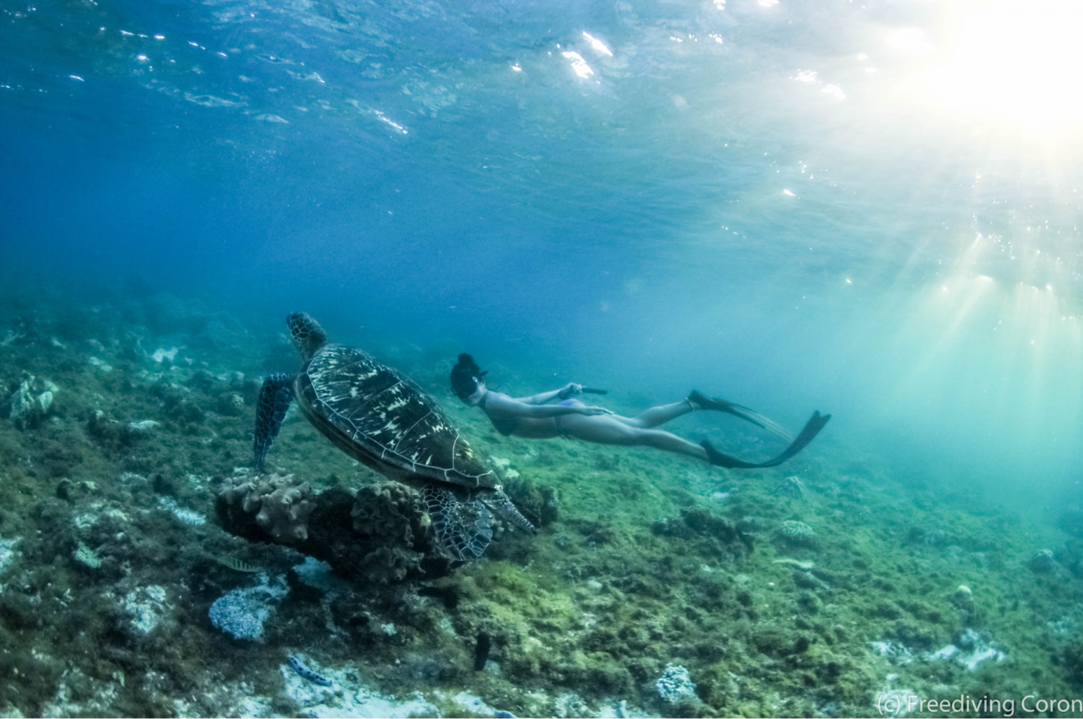 Freediving in the Philippines? Don’t Miss These Epic Underwater Spots ...